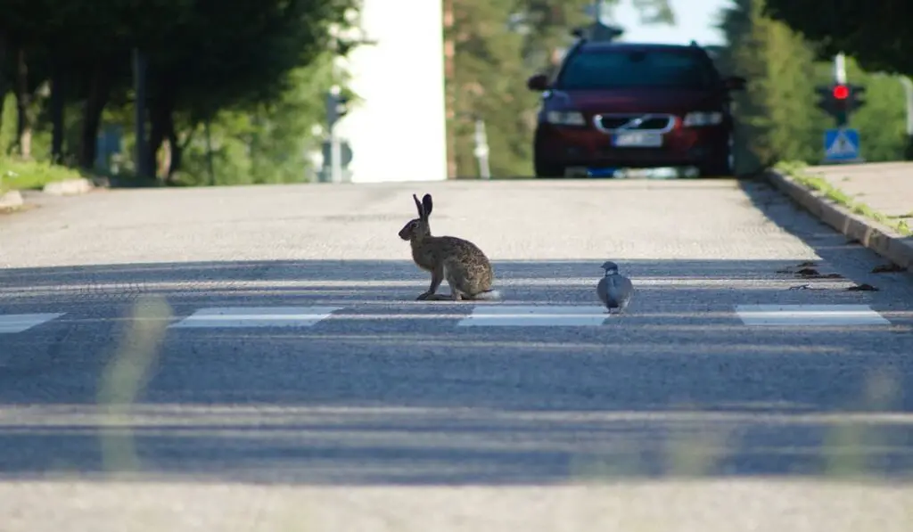 Spiritual Meaning of Rabbit Crossing Your Path: Know Everything
