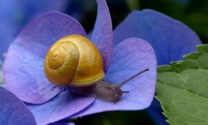 Snail Spiritual Meaning: Explore Symbolism, and Significance